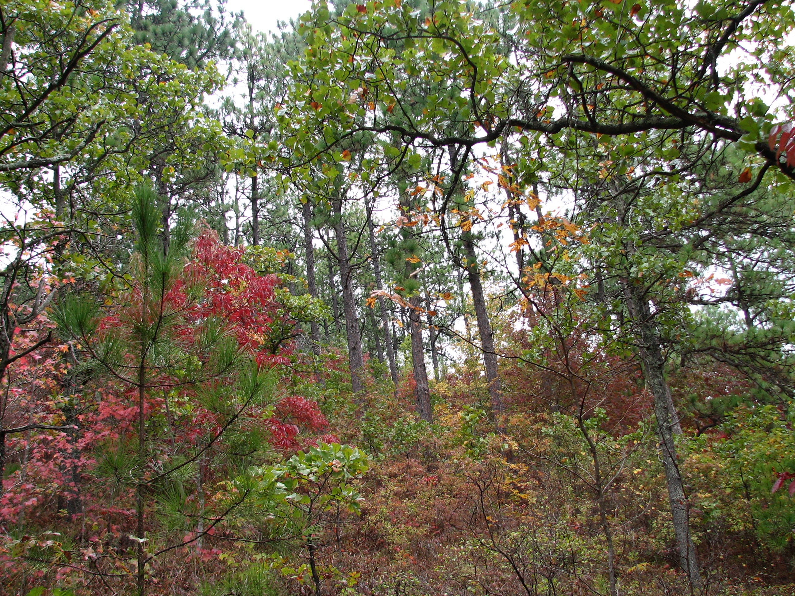 Coldwater Mountain | Forever Wild