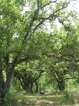 Jacinto Port Trail System | Forever Wild
