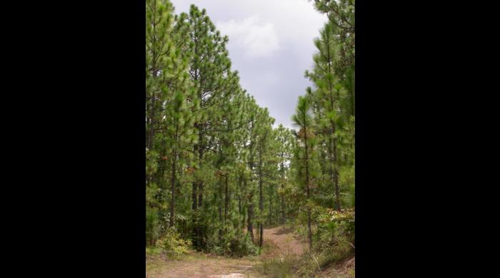 Coosa WMA | Forever Wild