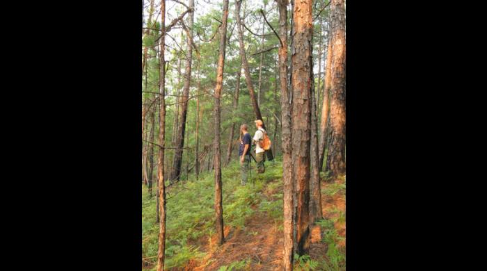 Coosa WMA | Forever Wild