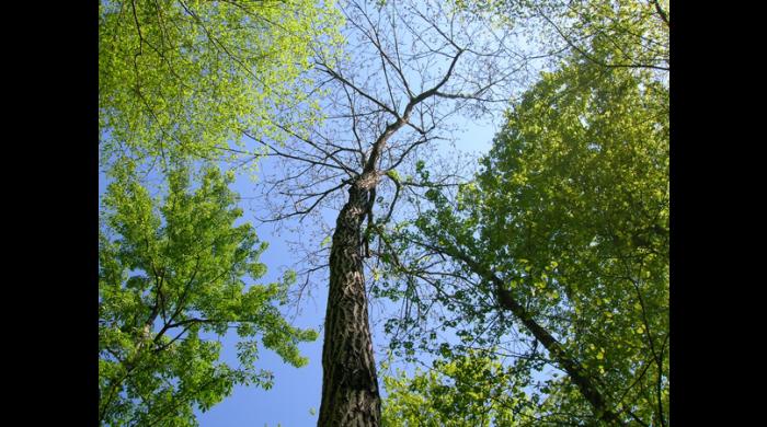 Walls of Jericho | Forever Wild