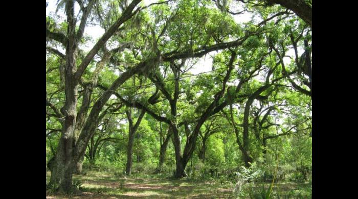 Mobile-Tensaw Delta | Forever Wild