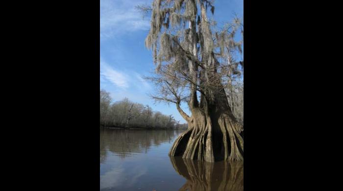 Mobile-Tensaw Delta | Forever Wild