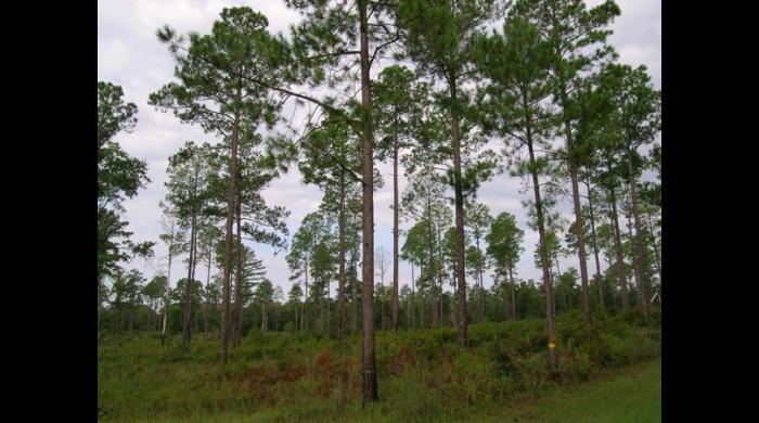 Barbour WMA | Forever Wild