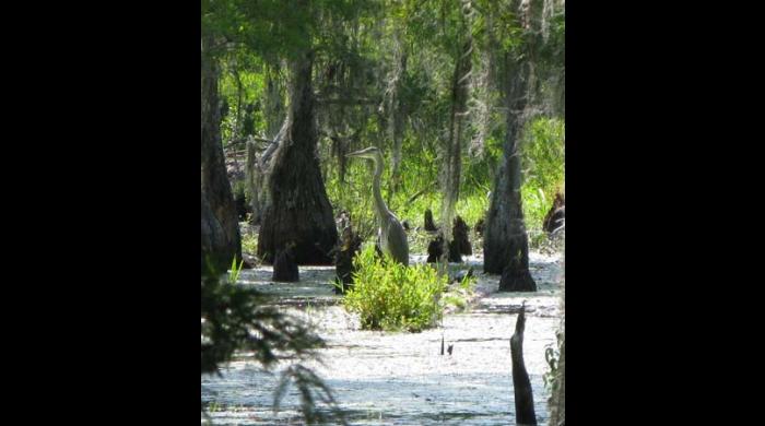 Lowndes WMA Additions | Forever Wild