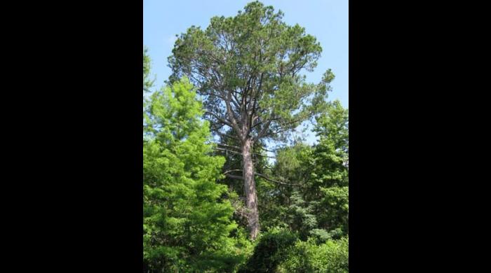 Lowndes WMA Additions | Forever Wild