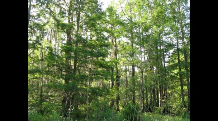 Lowndes WMA Additions | Forever Wild