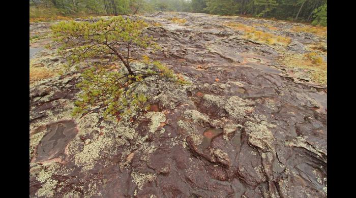Hinds Road Outcrop | Forever Wild