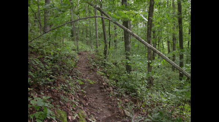 Hiking | Forever Wild