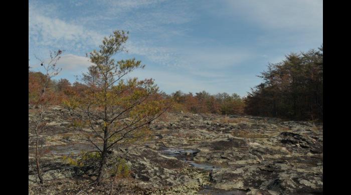 Hinds Road Outcrop | Forever Wild